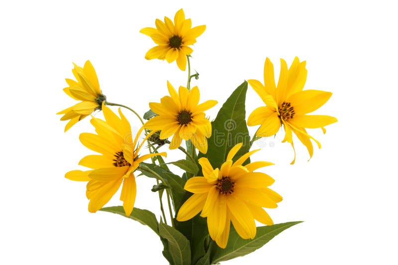 Bunch of flowers stock photo. Image of garden, bunch, bloom - 6509072