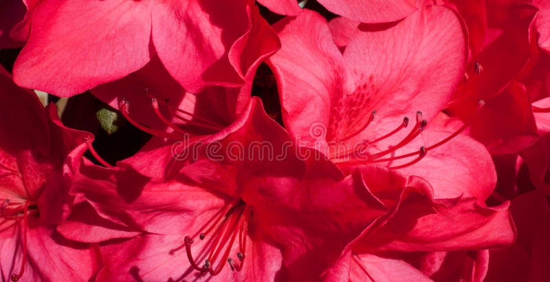 Bunch of flowers stock photo. Image of green, blooming - 42680678