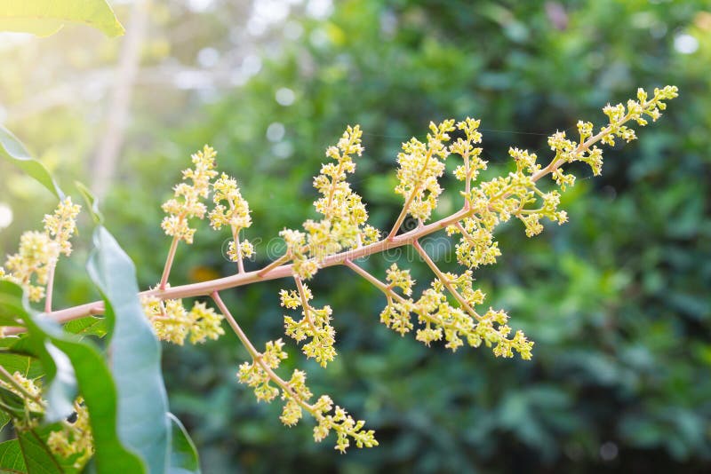 A Bunch of Flowers Mango Bloom on the Mango Tree. Stock Image - Image ...