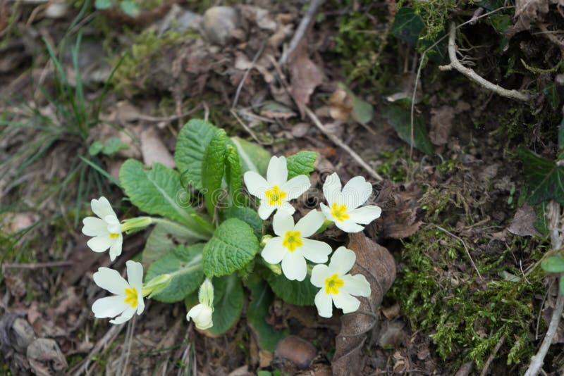 Group of primroses stock photo. Image of field, bloss4 - 117178978