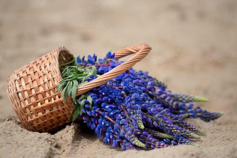 Bunch of Forget-me-not Flowers in Basket Stock Photo - Image of summer ...