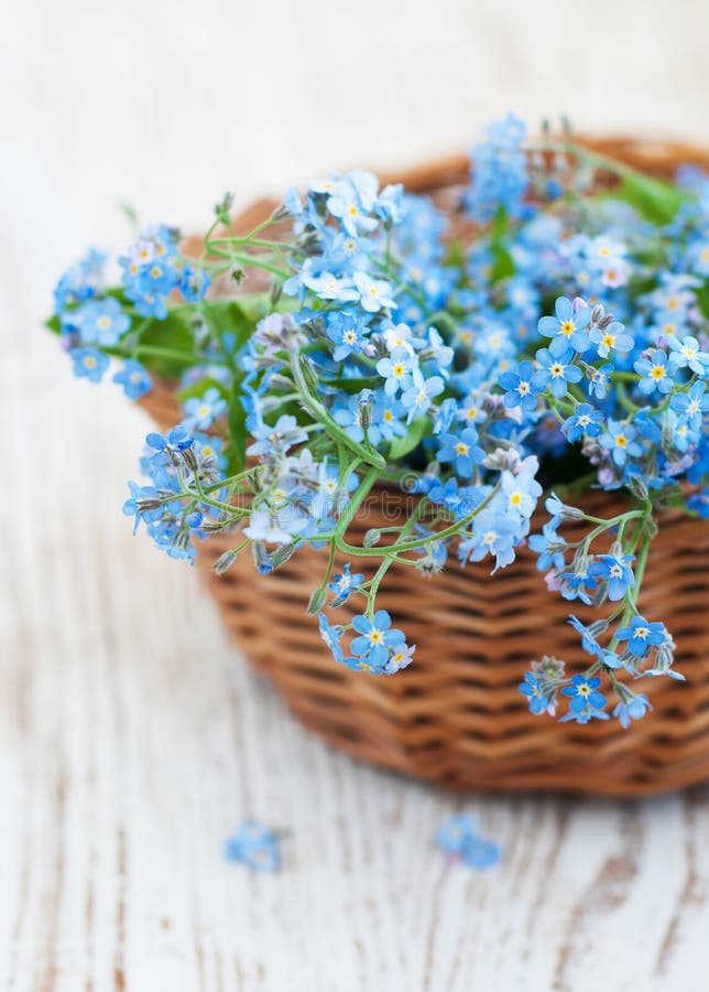Bunch of Forget-me-nots Flowers Stock Photo - Image of small, stem ...