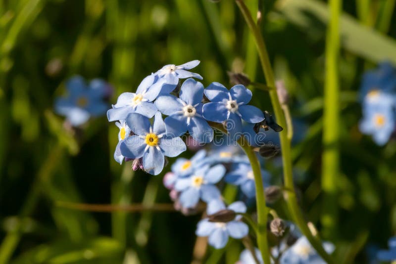 A bunch of forget me nots stock image. Image of beautiful - 220077917