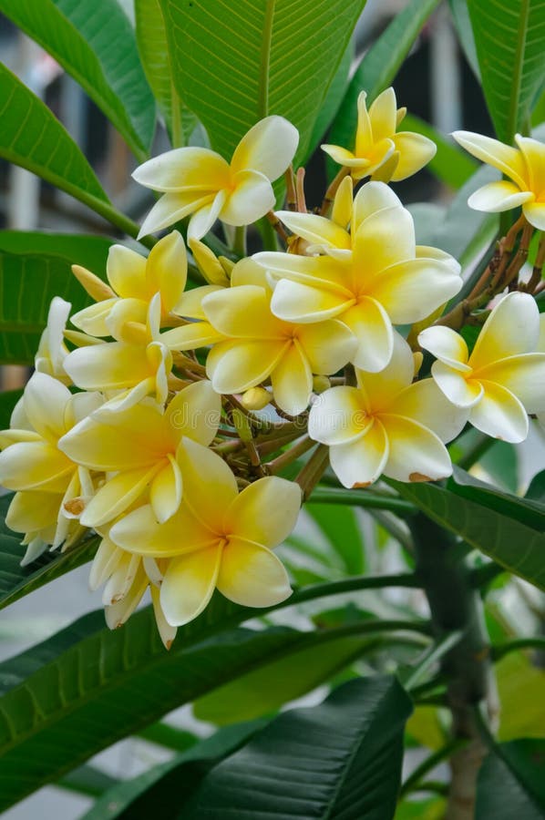 Frangipani Flowers on a Green Background. Stock Image - Image of ...