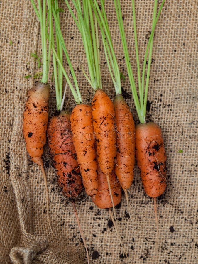 A Bunch of Fresh Baby Carrots Stock Image - Image of vegetables, ground ...