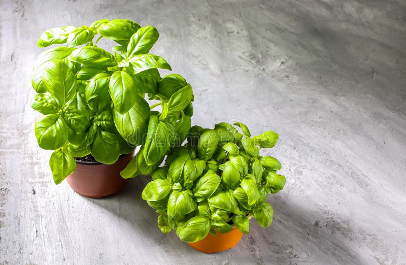 Bunch of Fresh Basil on Concrete Background. Stock Image - Image of ...