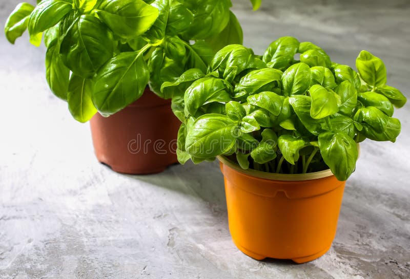 Bunch of Fresh Basil on Concrete Background. Stock Photo - Image of ...