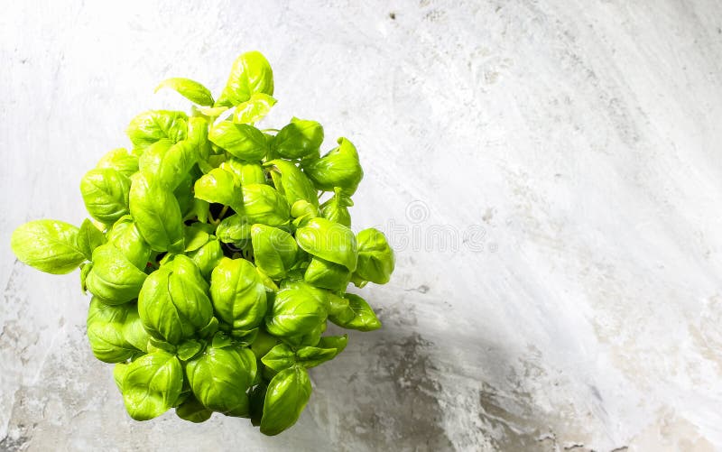 Bunch of Fresh Basil on Concrete Background. Stock Photo - Image of ...