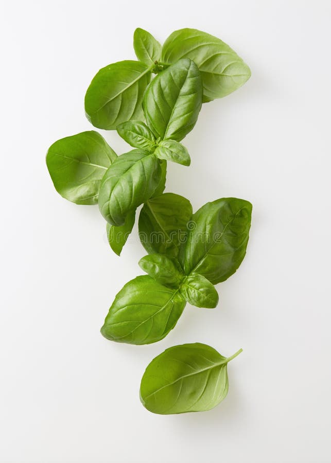 Bunch of fresh basil stock photo. Image of healthy, culture - 95379810