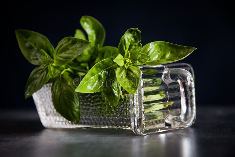 Leafs of fresh basil stock photo. Image of glass, bunch - 119425658