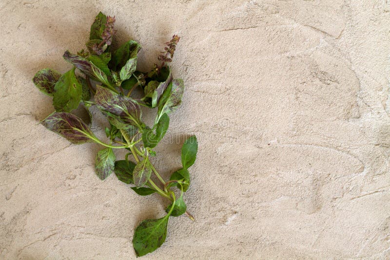 Bunch of Fresh Basil on a Grey Concrete Background Stock Image - Image ...