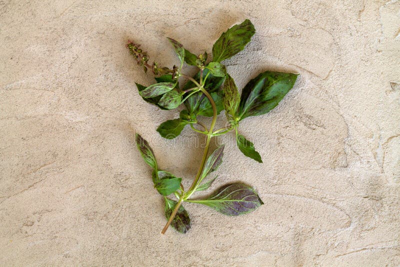 Bunch of Fresh Basil on a Grey Concrete Background Stock Photo - Image ...