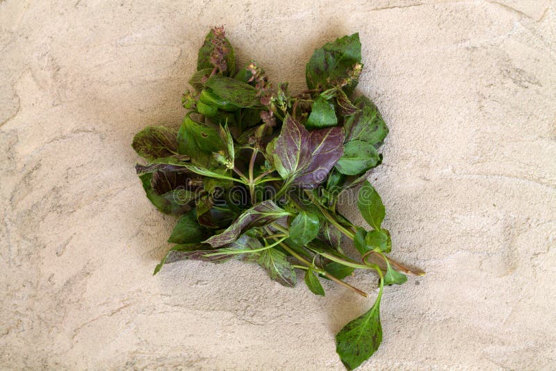 Bunch of Fresh Basil on a Grey Concrete Background Stock Image - Image ...