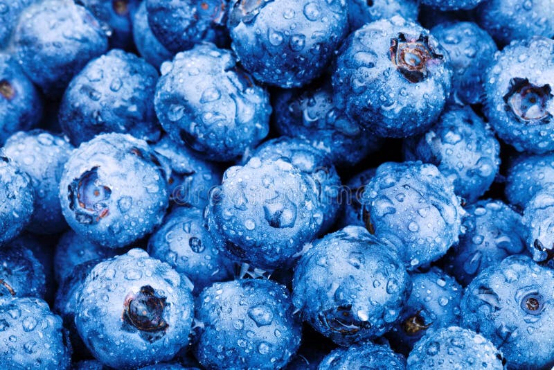 Bunch of Fresh Blueberries - Close Up Studio Shot. Filtered Image ...