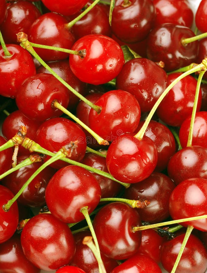 Bunch of fresh cherries stock photo. Image of nutrient - 16134366