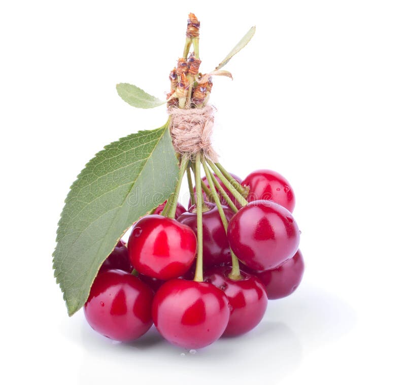 The Bunch of Fresh Cherries with Big Cherry Leaf Stock Photo - Image of ...