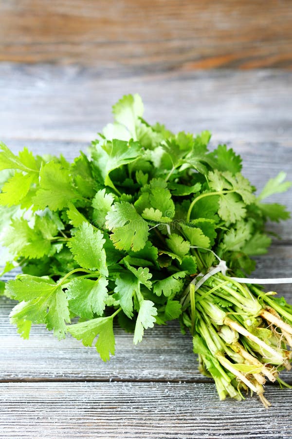 Bunch of Fresh Cilantro on Wooden Boards Stock Photo - Image of green ...