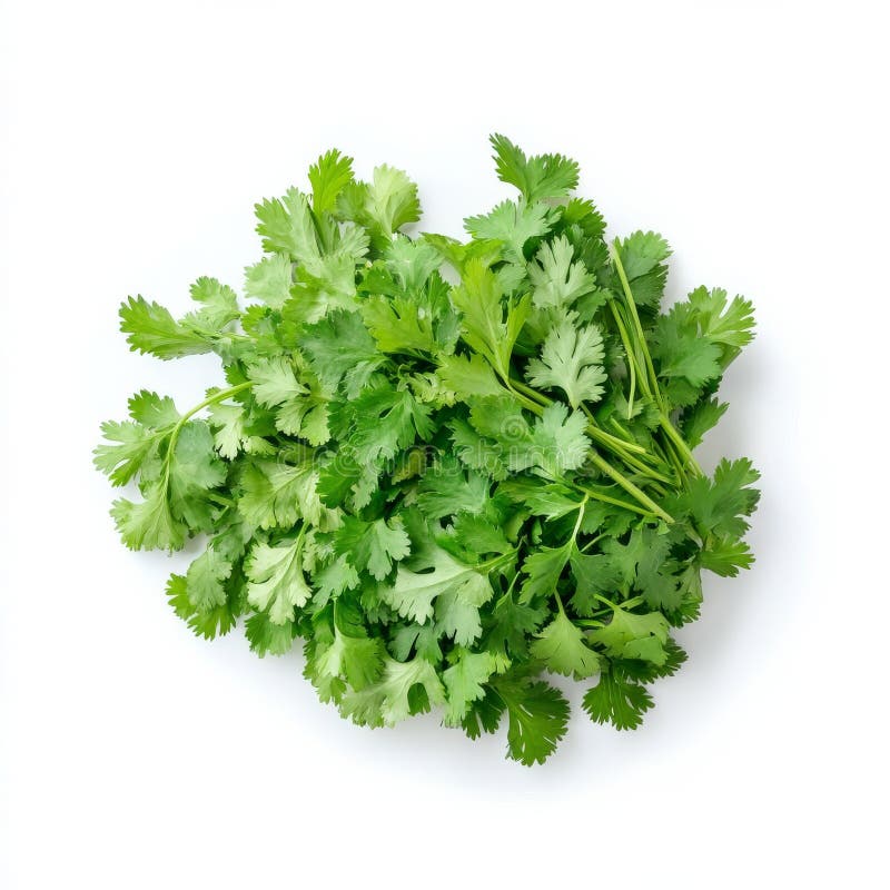 A Bunch of Fresh Cilantro Leaves, Isolated on a White Background, Stock ...