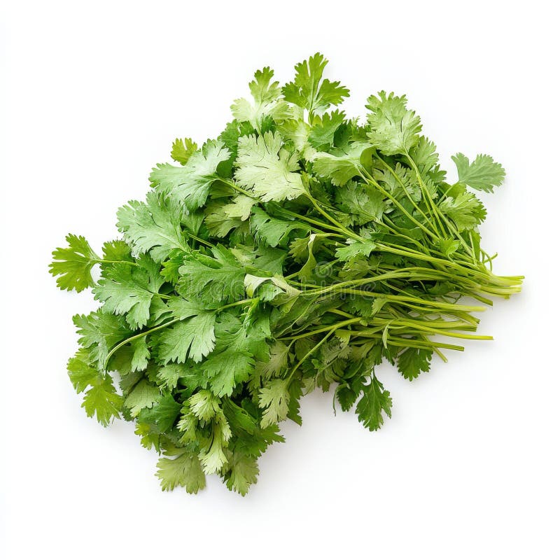 A Bunch of Fresh Cilantro Leaves, Isolated on a White Background, Stock ...