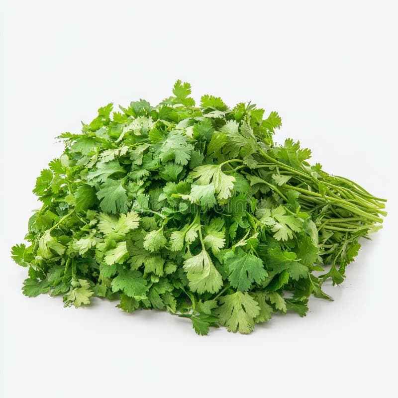 A Bunch of Fresh Cilantro Leaves, Isolated on a White Background, Stock ...