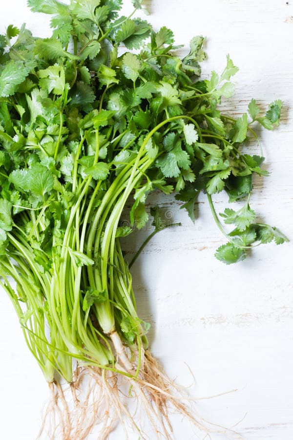 Bunch of Fresh Cilantro White Background. Top View Stock Photo - Image ...