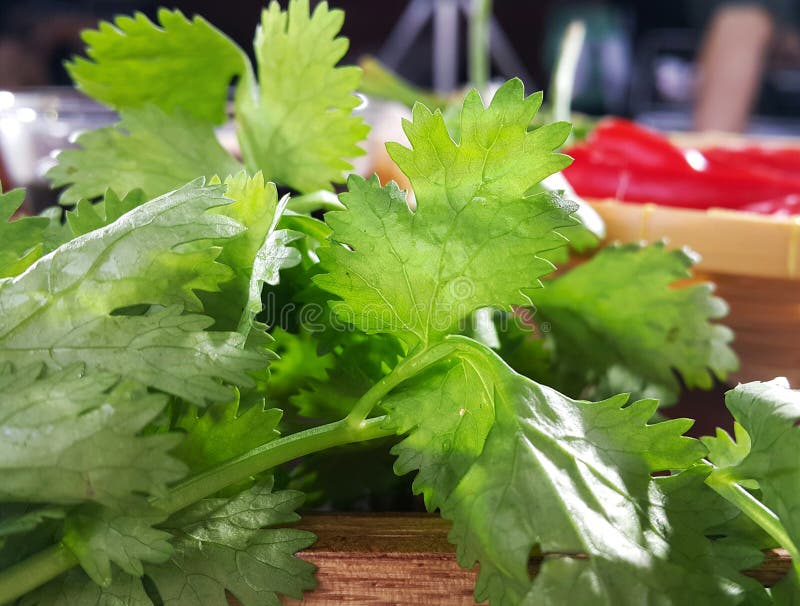 Bunch of Fresh Coriander Leaves Stock Image - Image of aroma, leaf ...