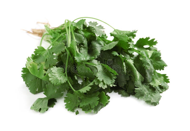 Bunch of Fresh Coriander on White Background Stock Photo - Image of ...
