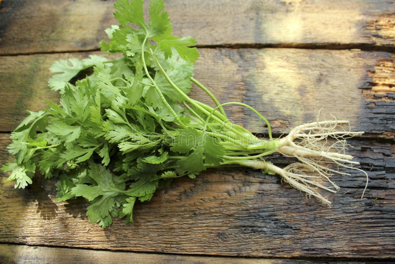 Bunch of fresh coriander stock image. Image of brown - 56547085