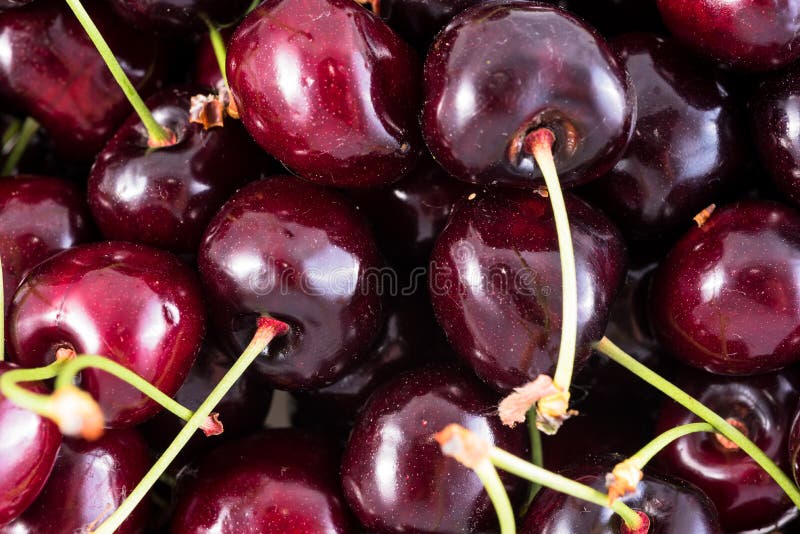 Bunch of Fresh Dark Red Cherries Isolated on White Stock Image - Image ...