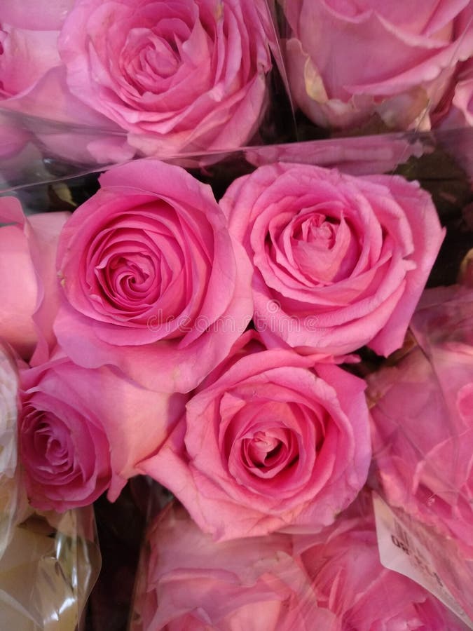 Bunch of Fresh Deep Pink Roses Stock Image - Image of bunch, cream ...