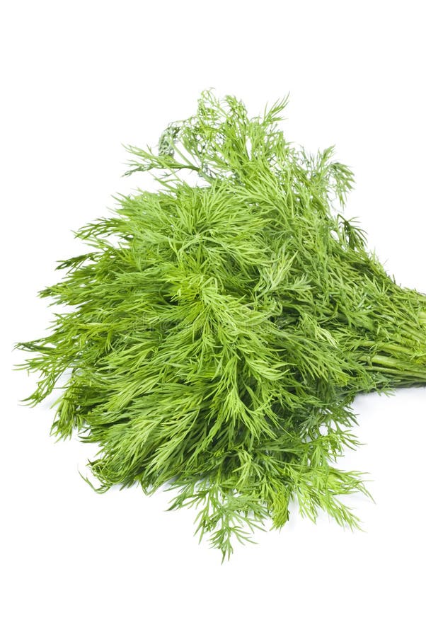 Bunch of Fresh Dill stock photo. Image of herb, green - 9799532