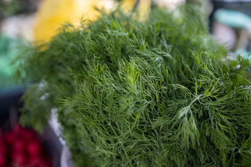Bunch of Fresh Dill from Around the Market Stall Stock Image - Image of ...