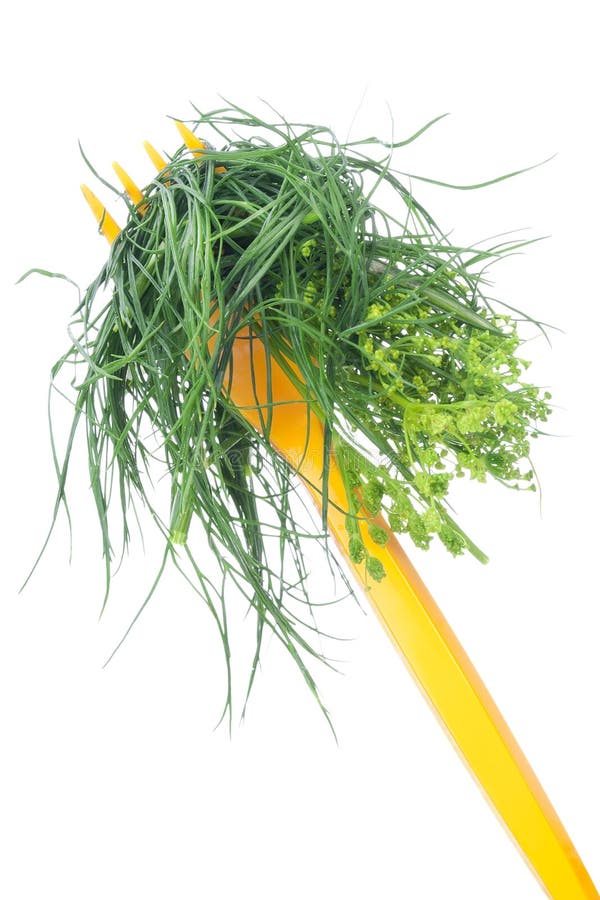 Edible grass stock photo. Image of nutrition, meal, isolated - 29745644