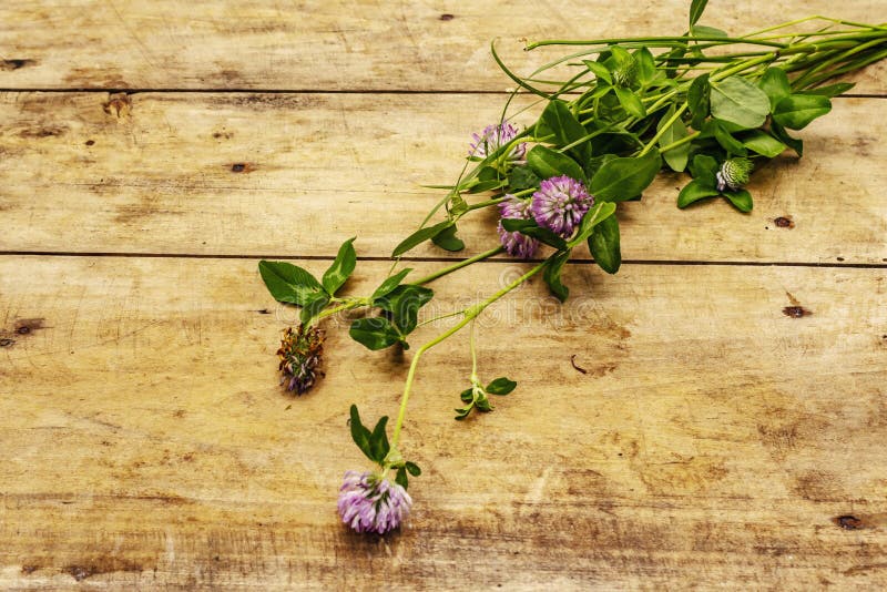 Bunch of Fresh Flowering Clover Stock Image - Image of bouquet, clover ...