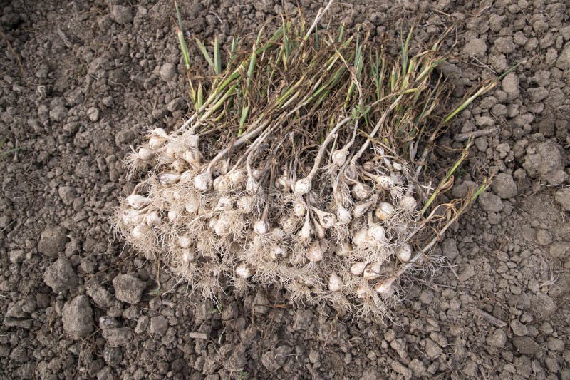 A Bunch of Fresh Garlic on the Ground in the Field Stock Image - Image ...