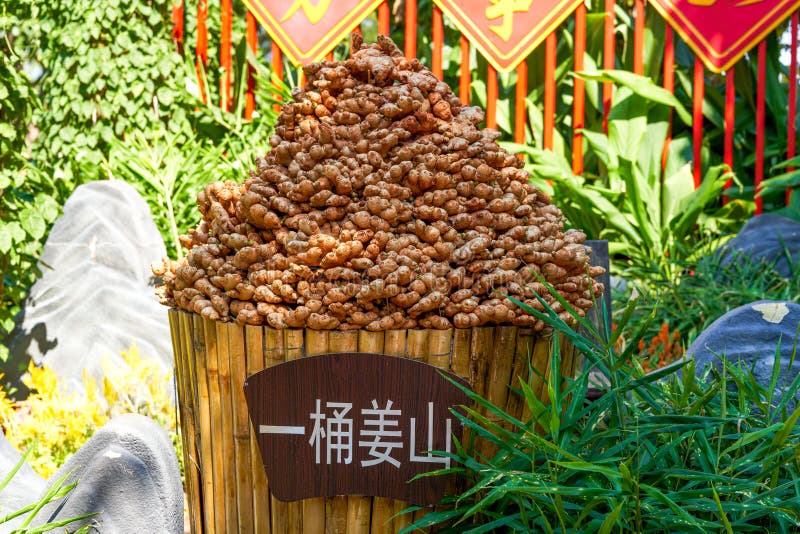 A bunch of fresh ginger. stock image. Image of shape - 288569287