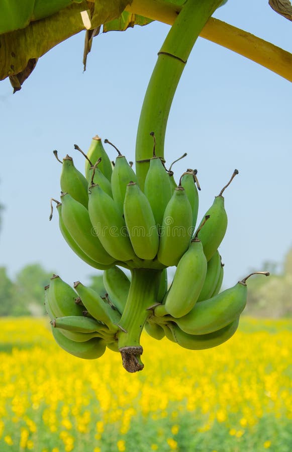 Bunch of Fresh Green Bananas on a Tree Stock Image - Image of food ...