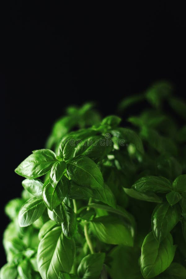 A Bunch of Basil in Low Key Stock Image - Image of ingredients ...