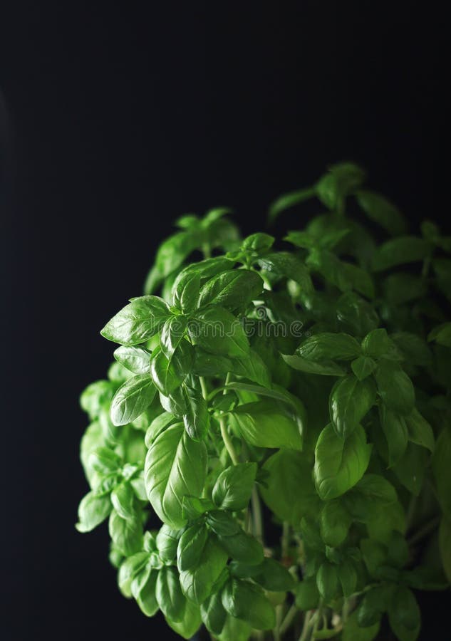 A Bunch of Basil in Low Key Stock Image - Image of aromatic, kitchen ...