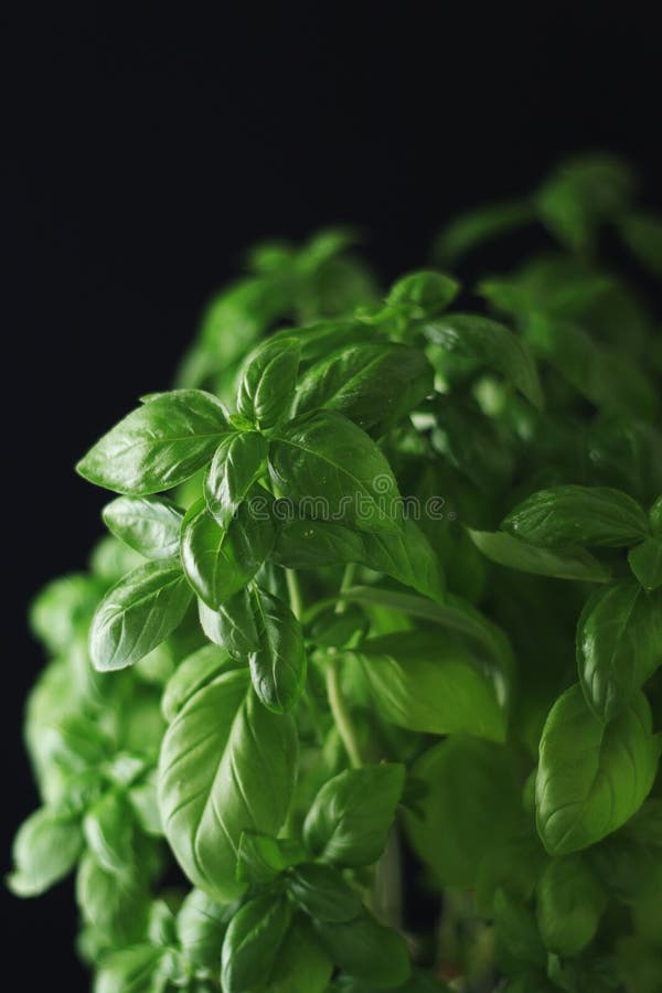 A Bunch of Basil in Low Key Stock Photo - Image of organic, aromatic ...