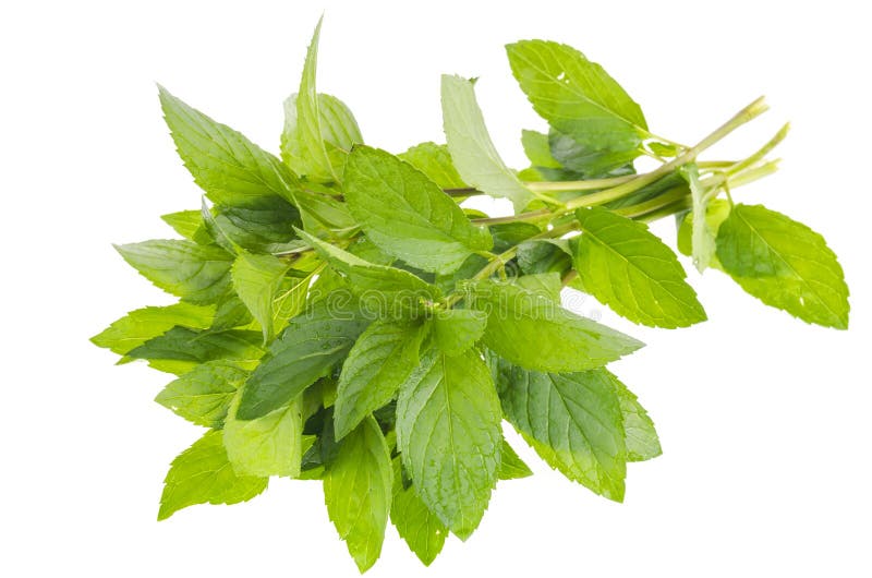 Bunch of Fresh Green Garden Mint. Photo Stock Photo - Image of herb ...