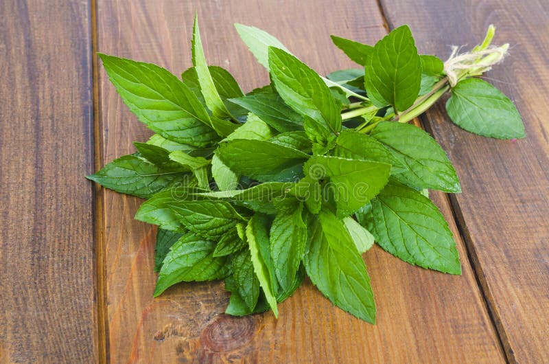 Bunch of Fresh Green Garden Mint. Photo Stock Image - Image of ...