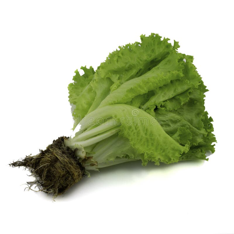 Bunch of Fresh Green Lettuce with Roots Isolated on White Background ...