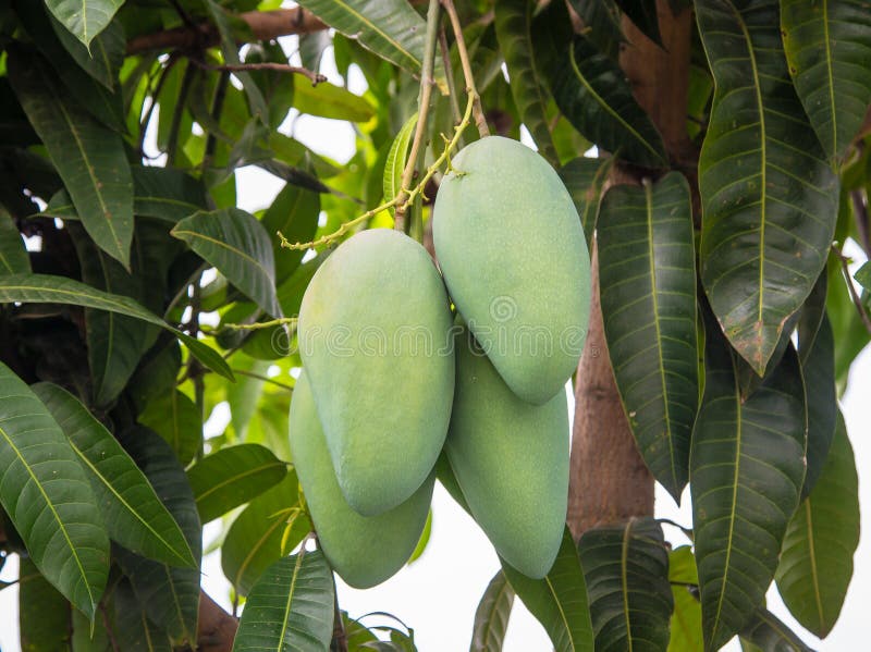 Bunch Of Green Mango On Tree Stock Image - Image of farm, fresh: 43654619