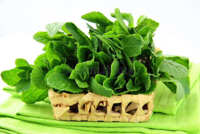 Bunch of fresh green mint stock photo. Image of aroma - 18287540