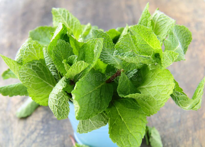 Bunch of fresh green mint stock photo. Image of mint - 18761128
