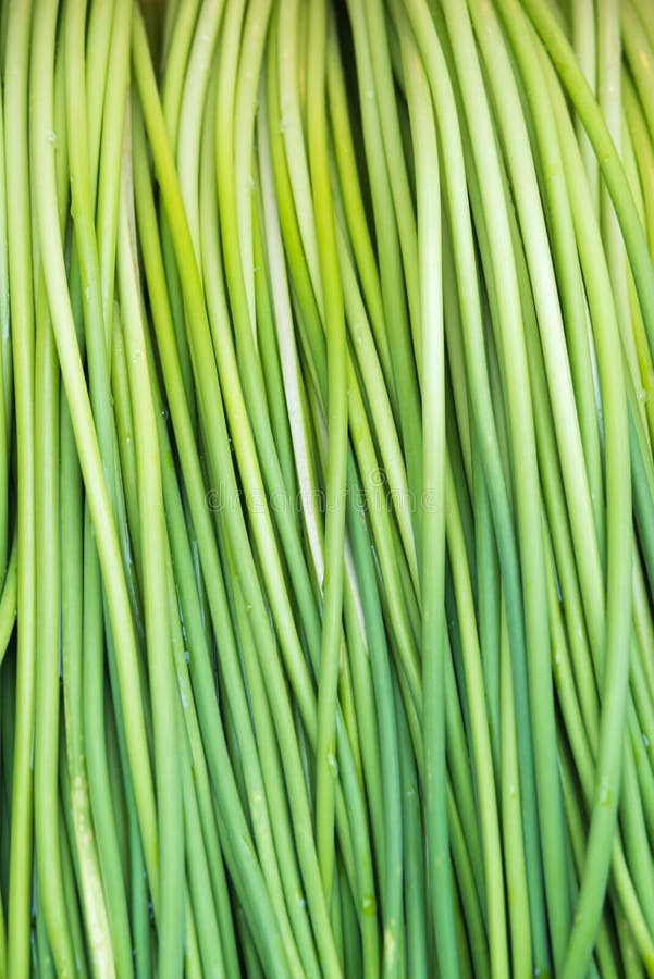 Bunch of Fresh Green Onions Stock Photo - Image of plant, root: 40145076