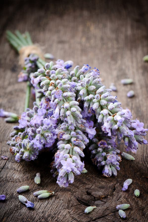 Bunch of fresh lavender stock photo. Image of color, fresh - 26073364