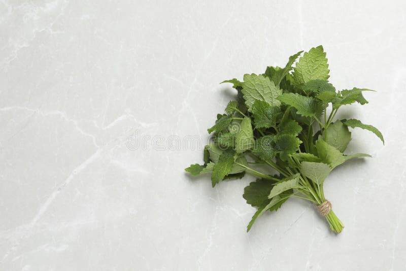 Bunch of Fresh Lemon Balm on Light Gray Marble Table, Top View. Space ...