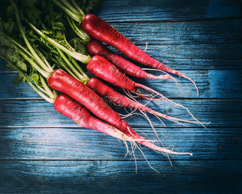 Bunch of fresh long radish stock image. Image of fresh - 93546647